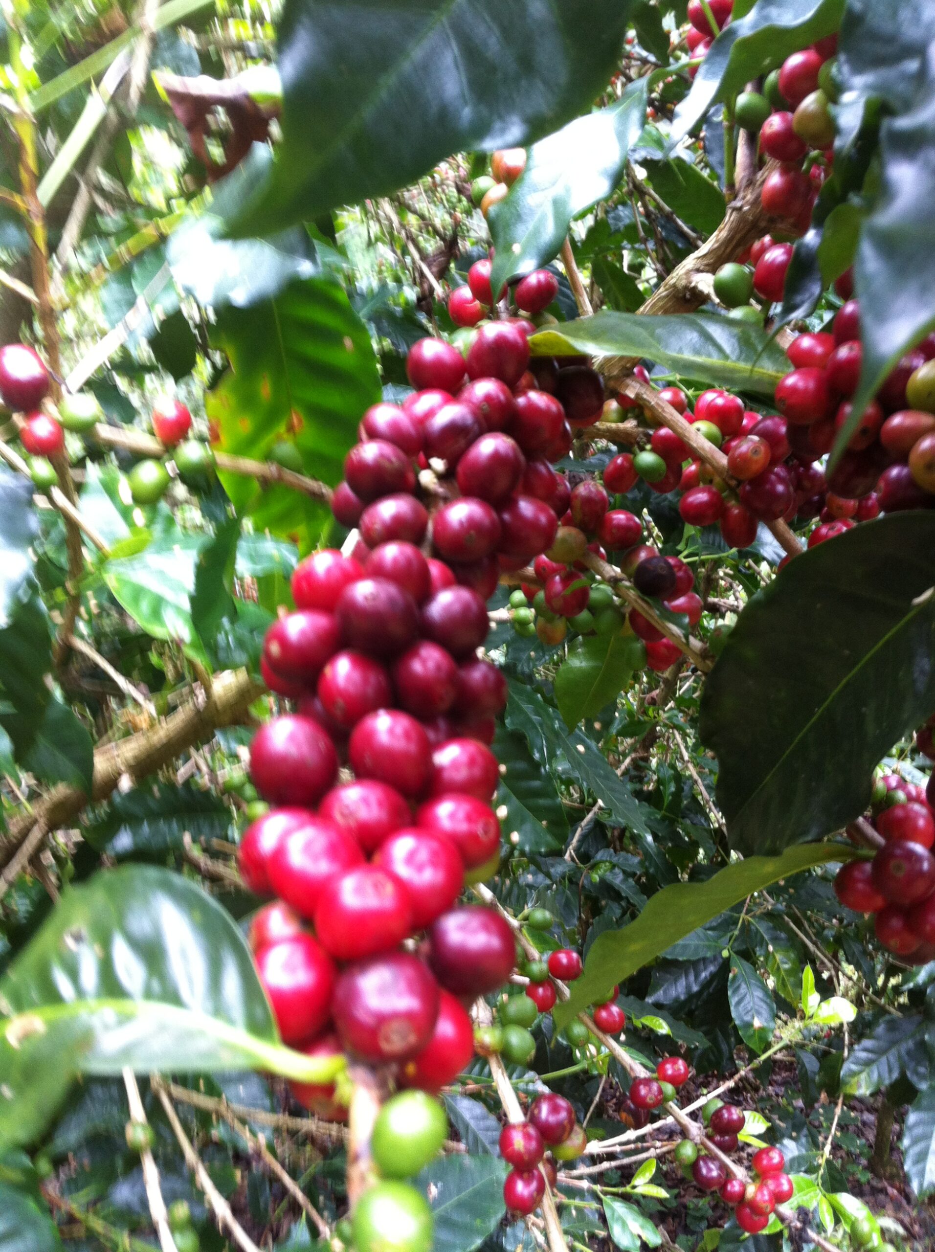 What makes Specialty Coffee stand out? - Electric City Roasting Co.®